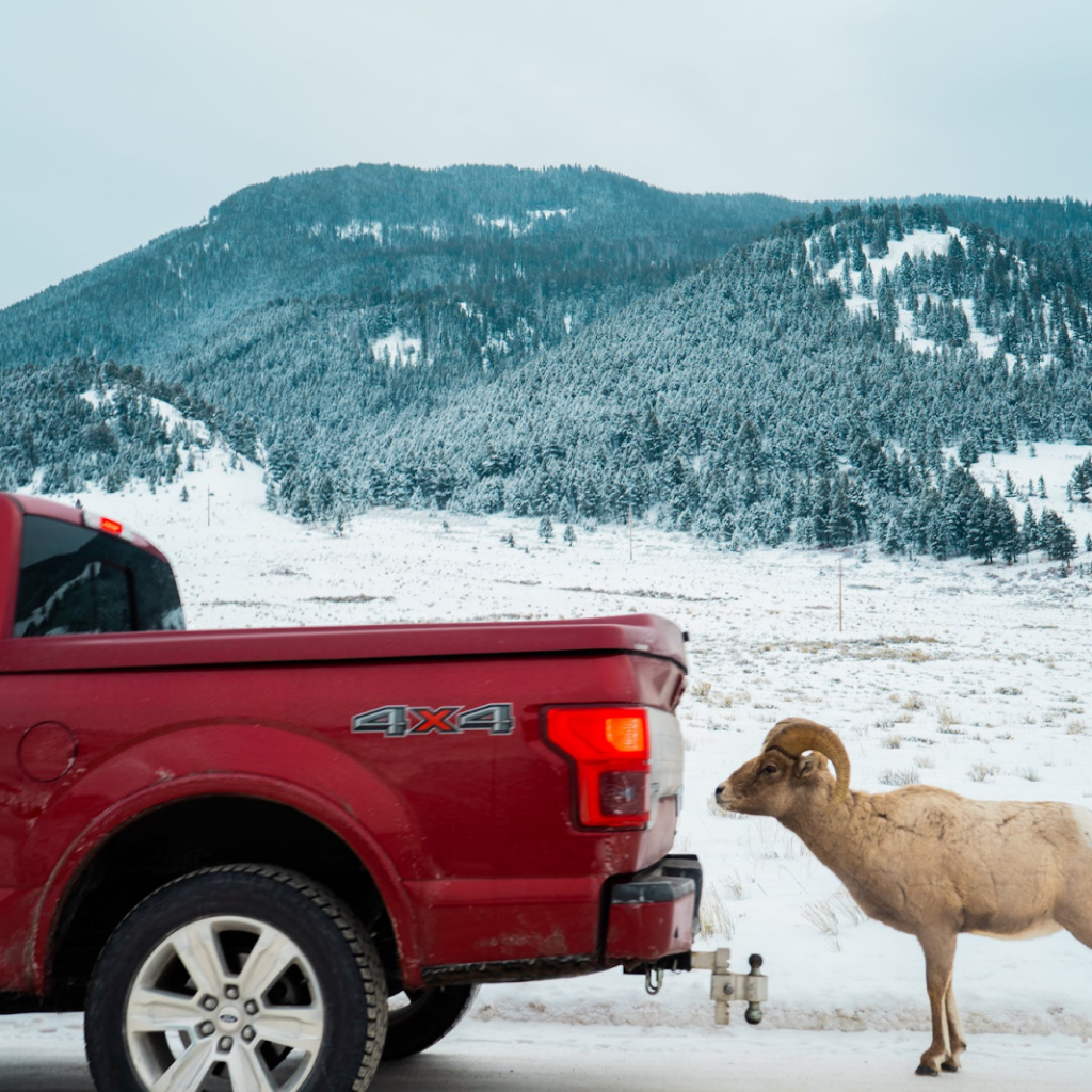 Why Bull Bars Are Crucial for Protecting Your 4x4 From Off-Road Hazards
